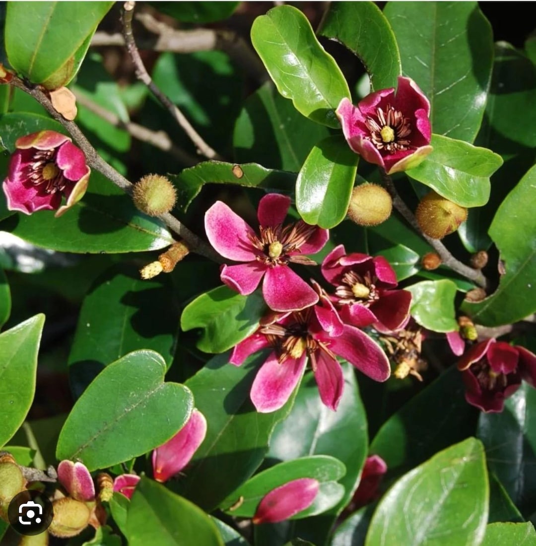 Stellar Ruby~magnolia Figo Hybrid Tree~starter Plan~ruby Colored Banana ...