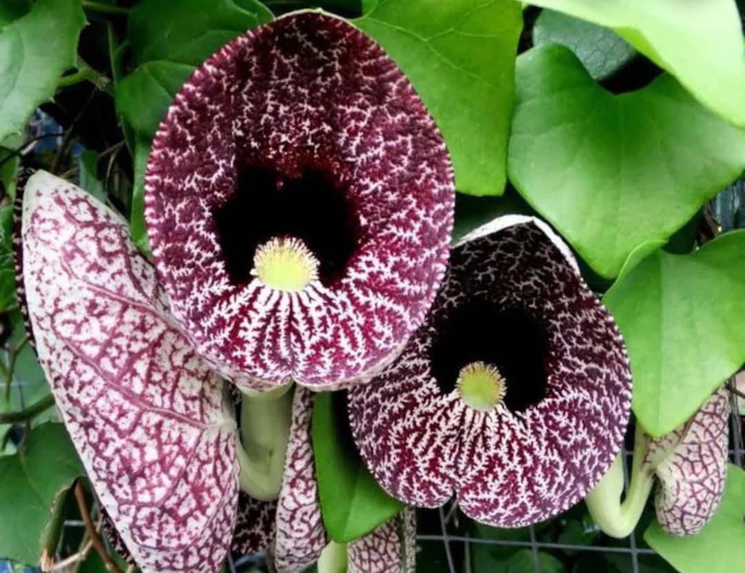 Dutchman’s Pipe~aristolochia Vine~~small Rooted Starter Plant - Etsy