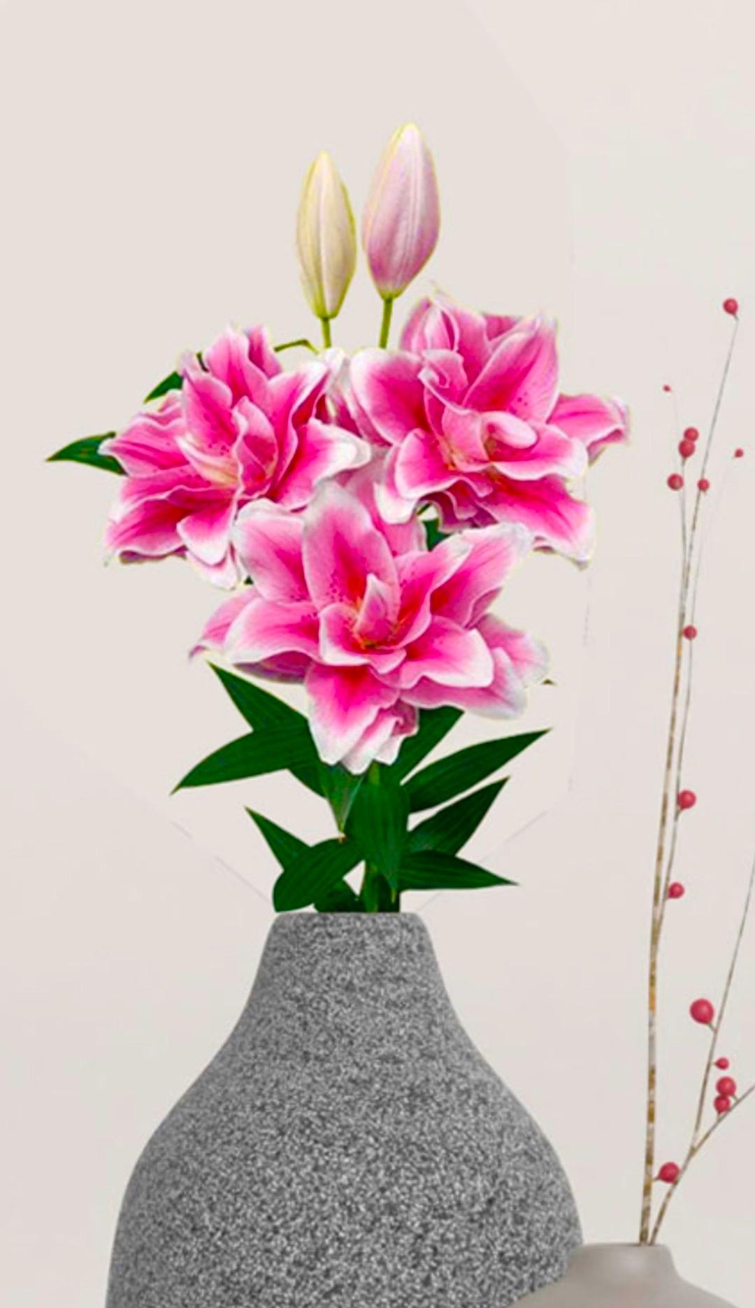 Mikaela~double Oriental Rose Lily Bulb~gorgeous Highly Fragrant Double ...