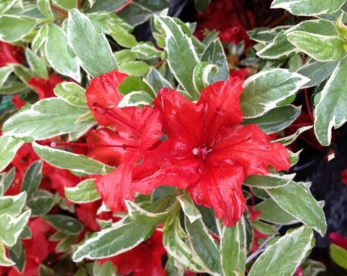 Red Luster~~variegated Azalea Rhododendron Starter Plant~~multiple ...