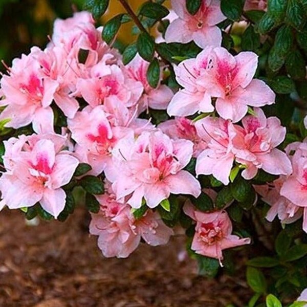 Encore Azaleas - Etsy