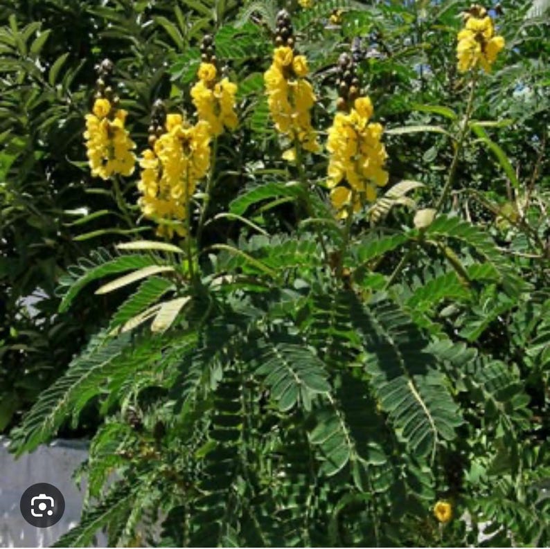 Popcorn Cassia Senna Didymotbotrya Plant~small Rooted Starter Plant ...