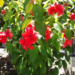 Red Mussaenda STARTER Plant AKA the Tropical Dogwood Plantextremely ...