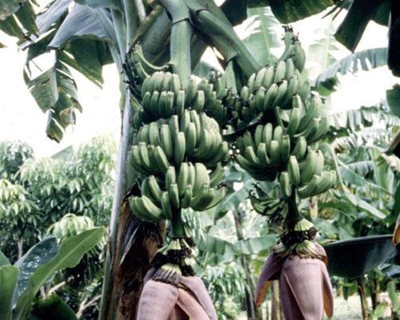 Double Mahoi Musa Banana Tree--small Rooted Starter Plant - Etsy