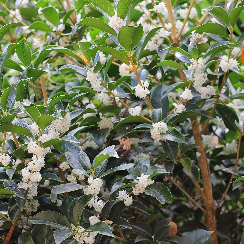 Fragrant Tea Sweet Olive Osmanthus Fragran Rooted Starter Plant ...