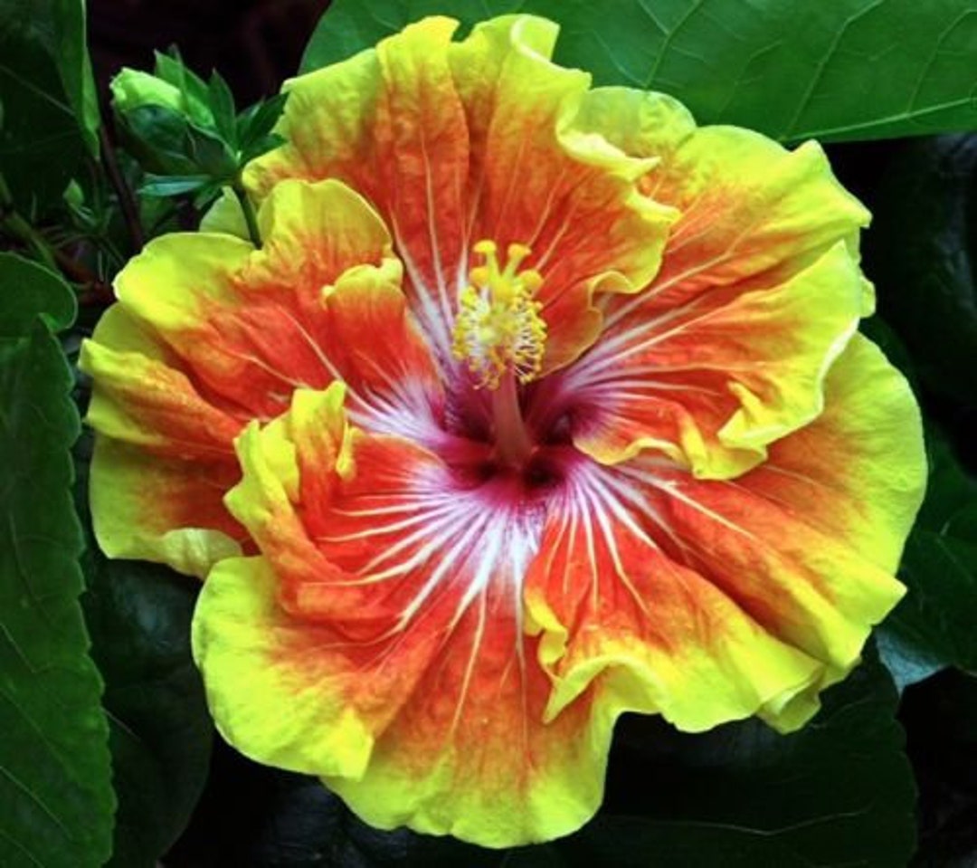 Tahitian Sunset Splendor**small Rooted Tropical Hibiscus Starter Plant ...