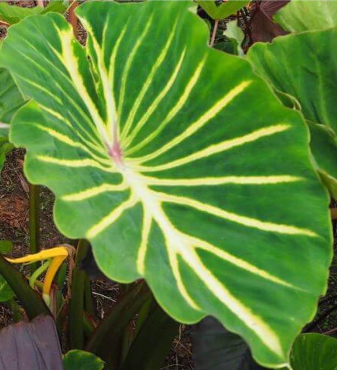 Pharaoh’s Dream- Colocasia Esculenta- Elephant Ear - SMALL ROOTED ...