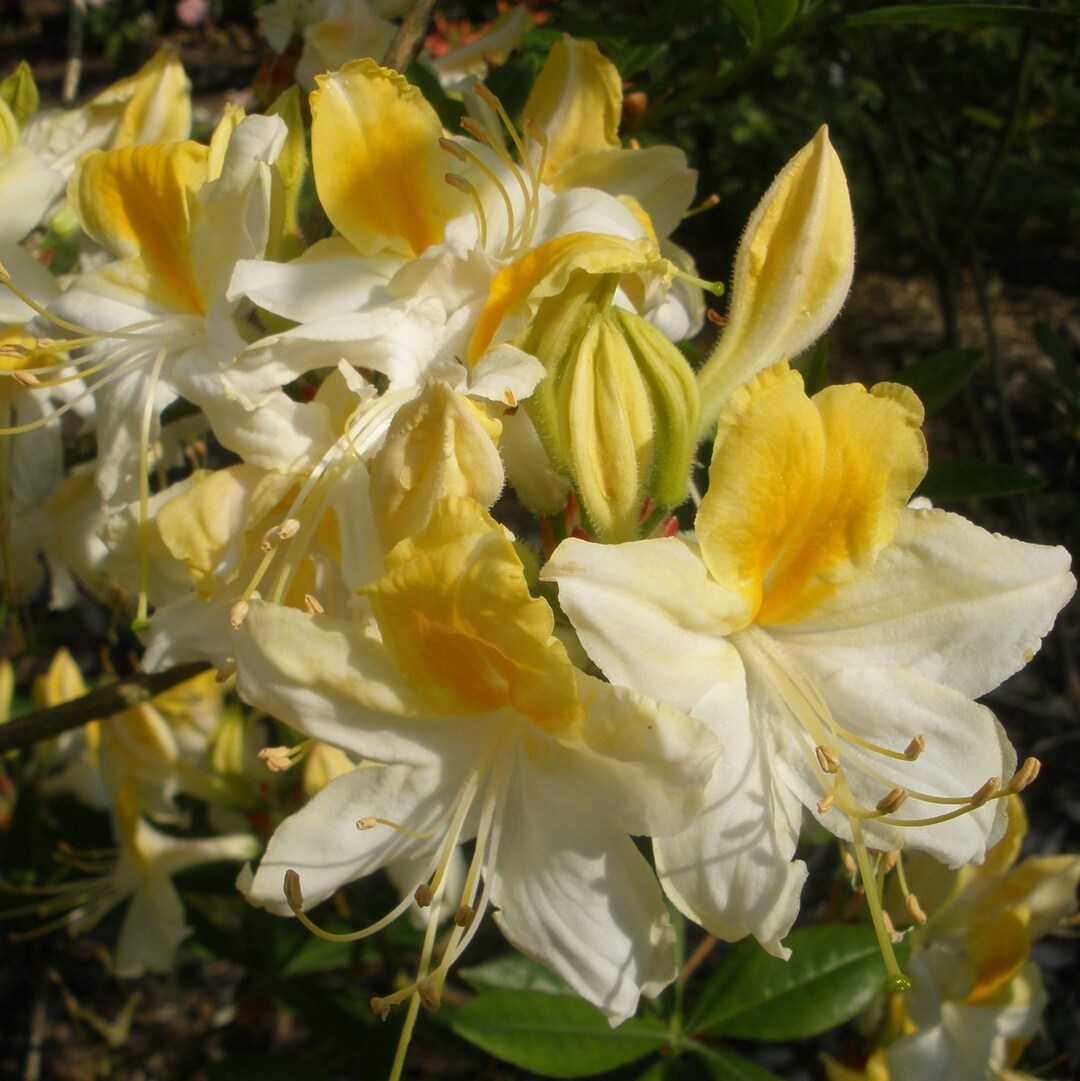 Northern Hi Lights~~deciduous Azalea Rhododendron~~well Rooted Starter ...