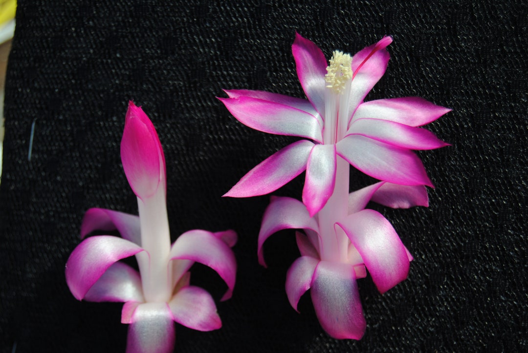 Proud Mary~christmas Cactus Well Rooted Starter Plant~schlumbergera ...