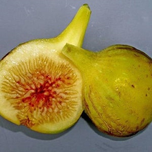 Yellow Long Neck Fig-ficus Carica - Live Well Rooted STARTER Plant - Etsy