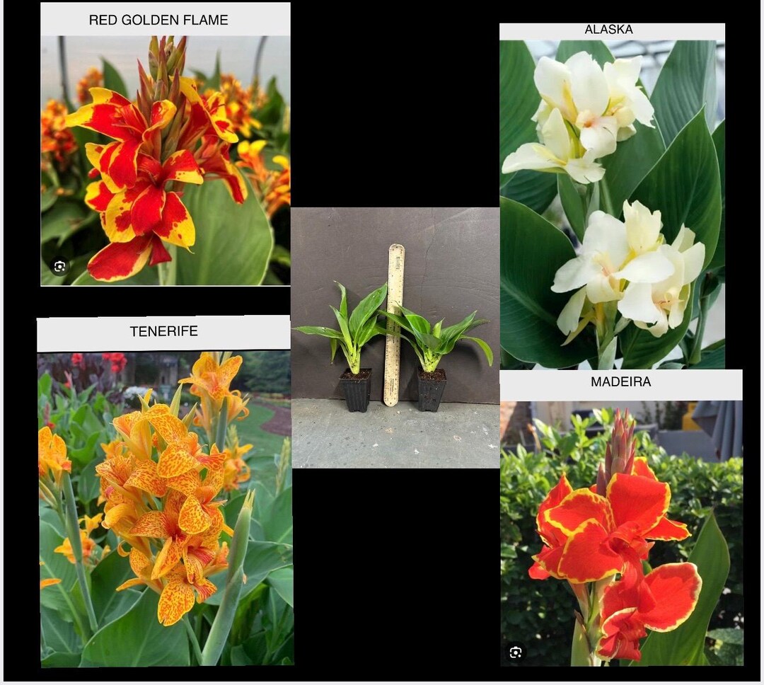 4 Pack of Rooted Canna Lily Plants- Small Starter Plants-alaska,madeira ...