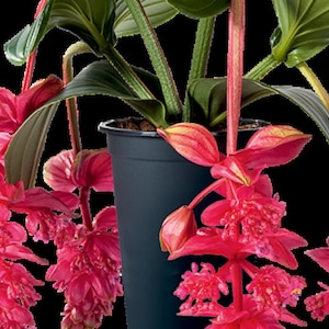 Royal Intenz Magnifica Medinilla Plant~~live Well Rooted Starter Plant ...