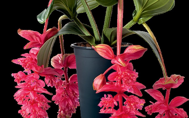 Royal Intenz Magnifica Medinilla Plantlive Well Rooted - Etsy