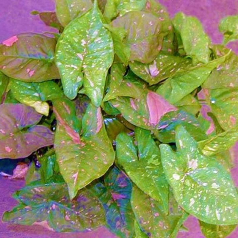 Pink Splash Syngonium - Etsy