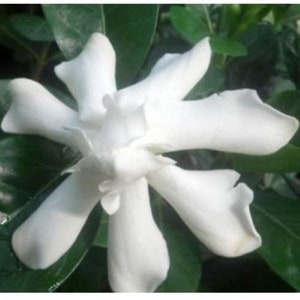 DOUBLE Tahitian Gardenia Taitensis Jasminoides Plant~intensely Fragrant ...