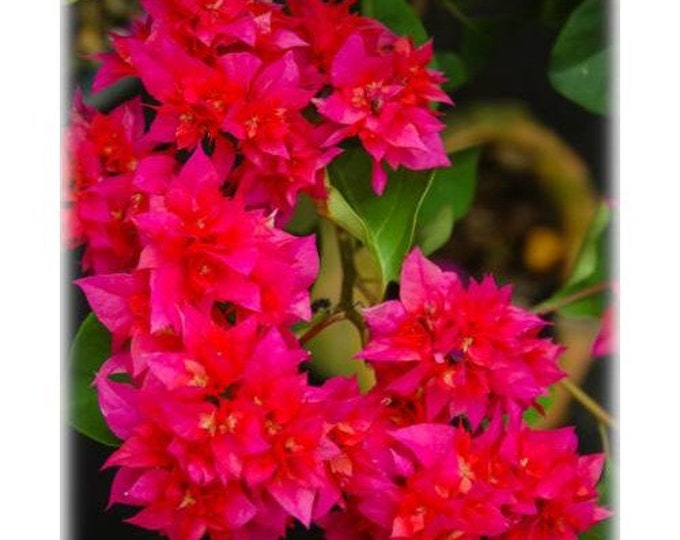Life Tree. Bonsai Bougainvillea. Pink Fanta Flower. Small Leaves. With ...