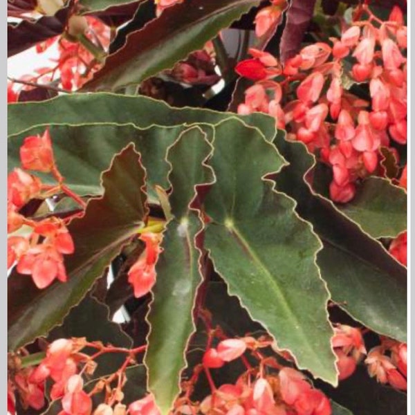 Angelwing Begonia - Etsy