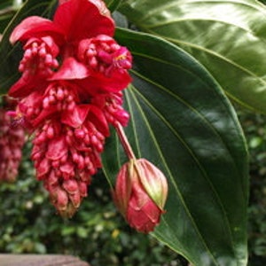 Royal Intenz Magnifica Medinilla Plant~~live Well Rooted Starter Plant ...