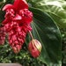 Royal Intenz Magnifica Medinilla Plant~~live Well Rooted Starter Plant ...