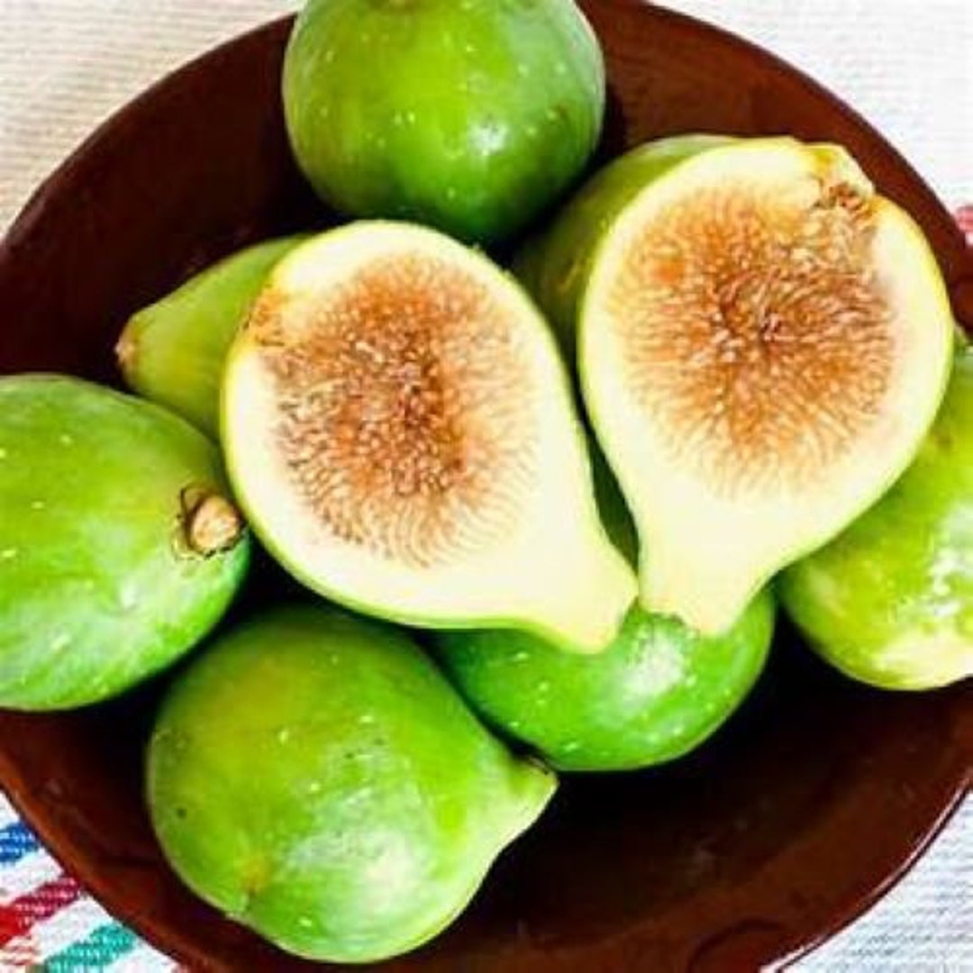 Kadota Fig-ficus Carica - Live Well Rooted STARTER Plant - Etsy