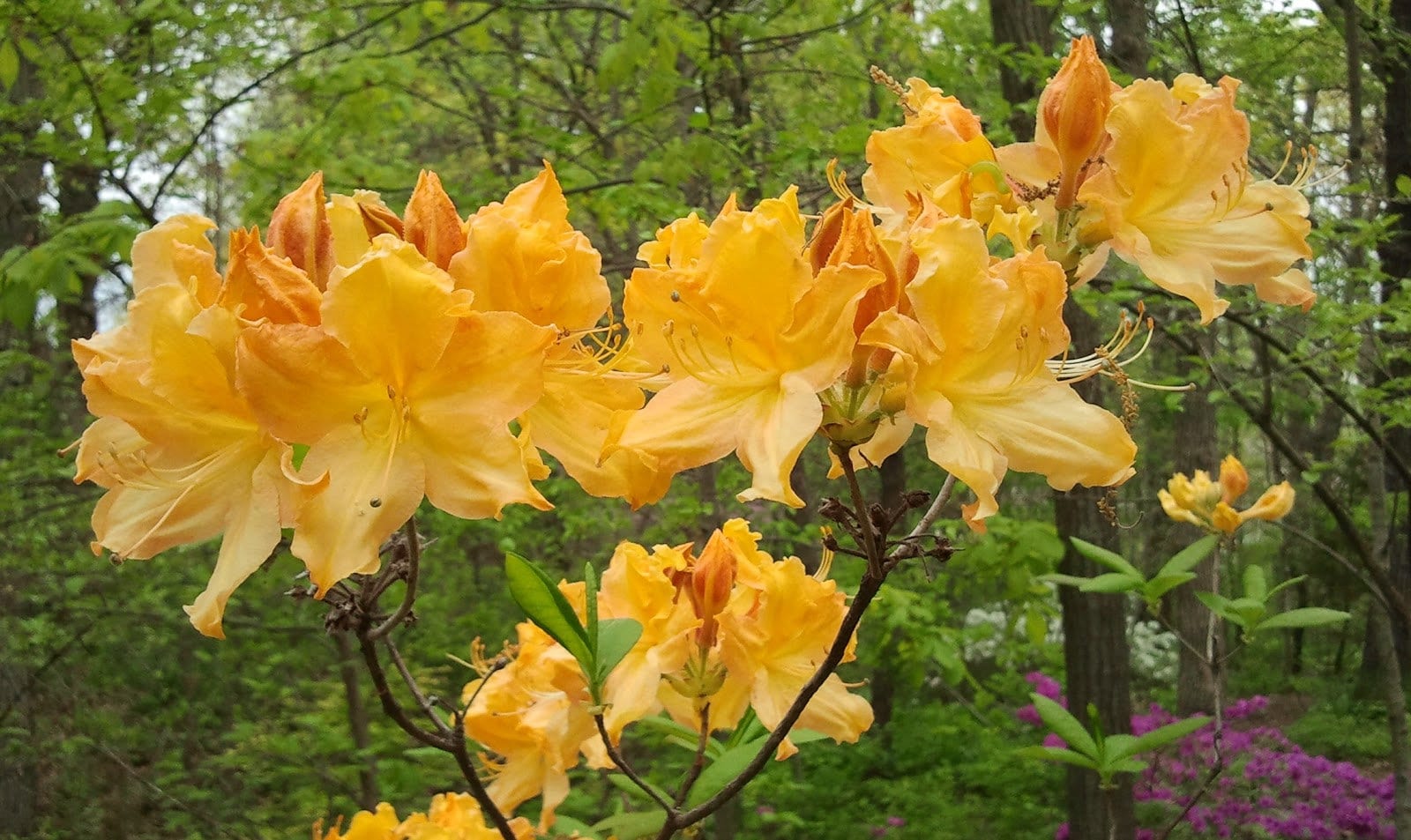 GOLDEN Lights~~deciduous Azalea Rhododendron~well Rooted Starter Plant ...