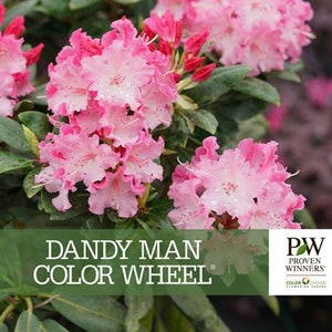 Dandy Man Color Wheel~azalea Rhododendron Large Starter Plant~3 COLORS ...