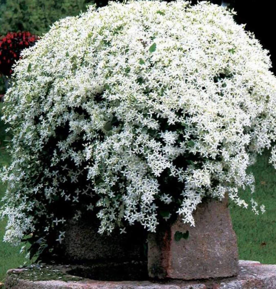 Sweet Autumn Clematis Paniculata -SMALL ROOTED STARTER Plant~butterfly ...