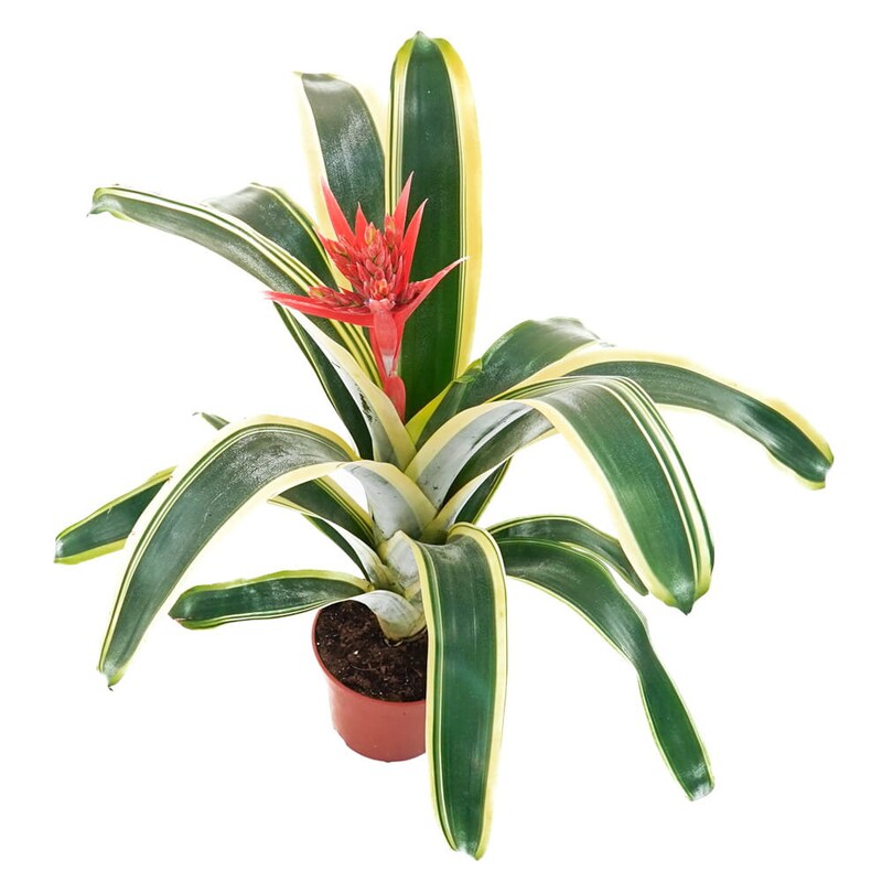 Bromeliad - Etsy