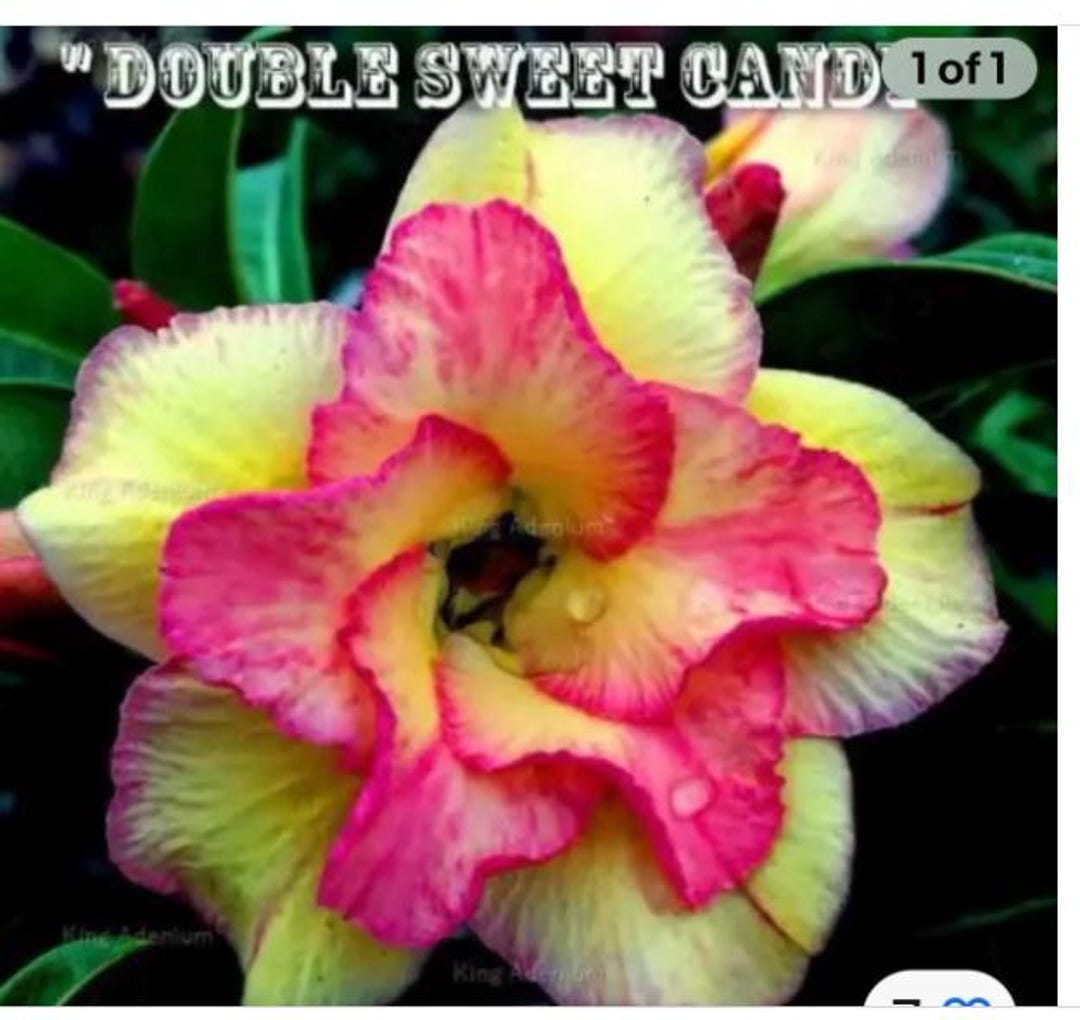 Double Sweet Candy Grafted Adenium Obesum Plant~desert Rose Plant *USA ...
