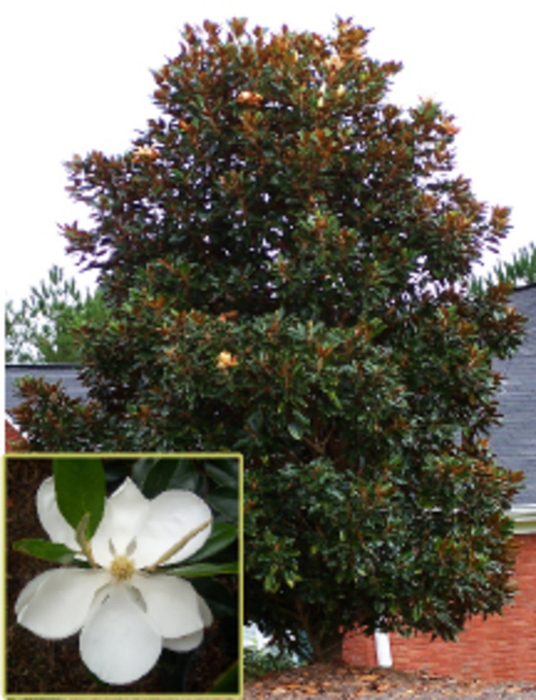 D.D. Blanchard Grandiflora Magnolia Tree~ 20-28 Inch Tall~~well Rooted ...