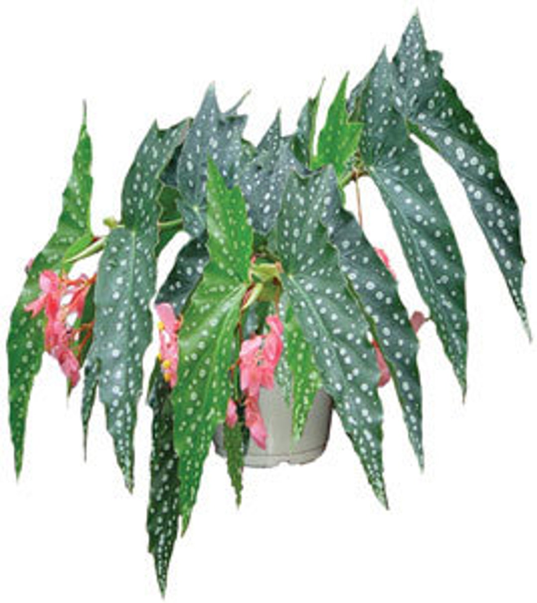 Angelwing Begonia "my SPECIAL Angel" Rooted Starter Plant*beautiful ...