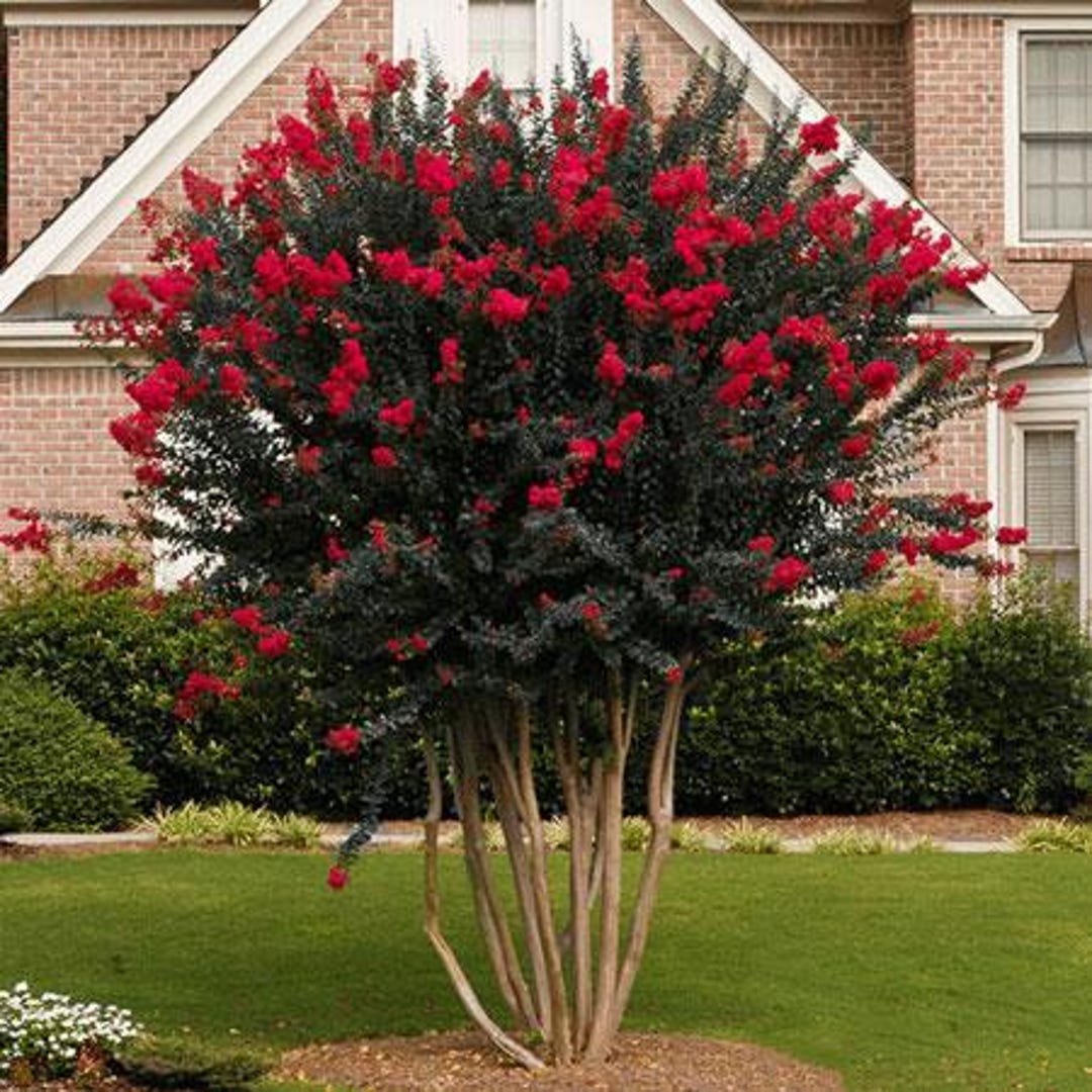Ruby Thunderstruck~~crepe Crape Myrtle Starter Lagerstroemia Well ...