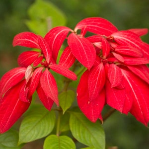 Red Mussaenda STARTER Plant AKA the Tropical Dogwood Plantextremely ...
