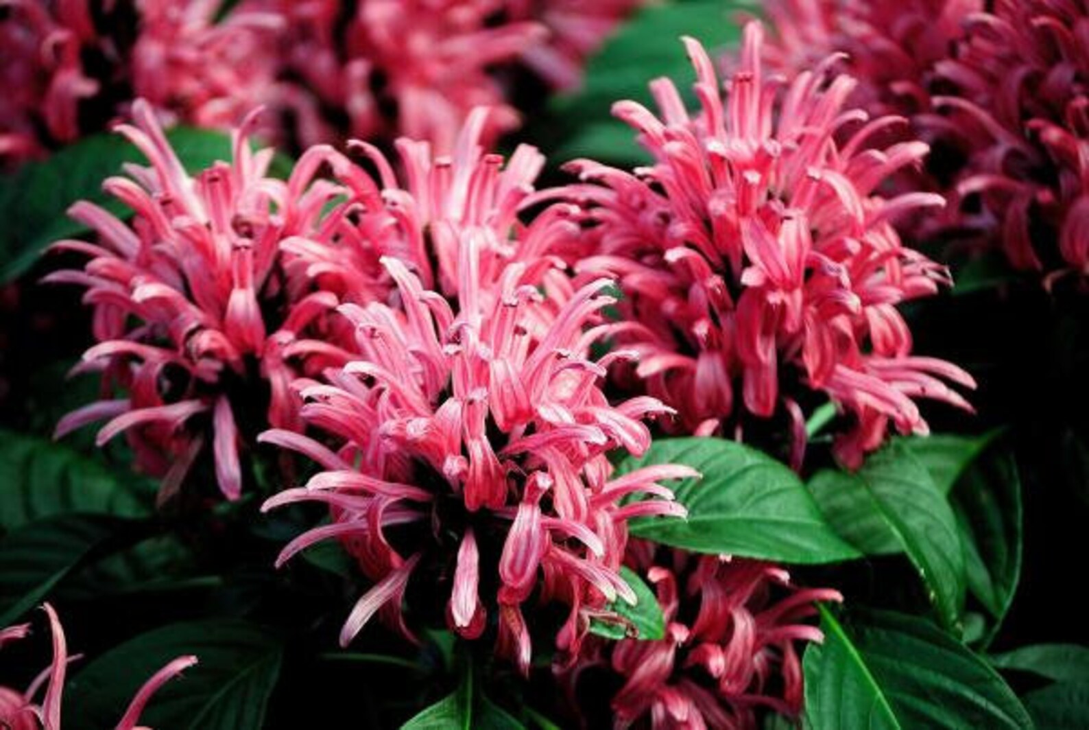 Pink Flamingo Justicia Carnea AKA as Brazilian Plume Jacobinia ...