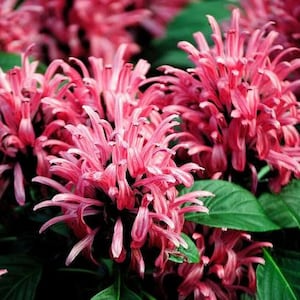 Pink Flamingo Justicia Carnea AKA as Brazilian Plume Jacobinia Plant ...