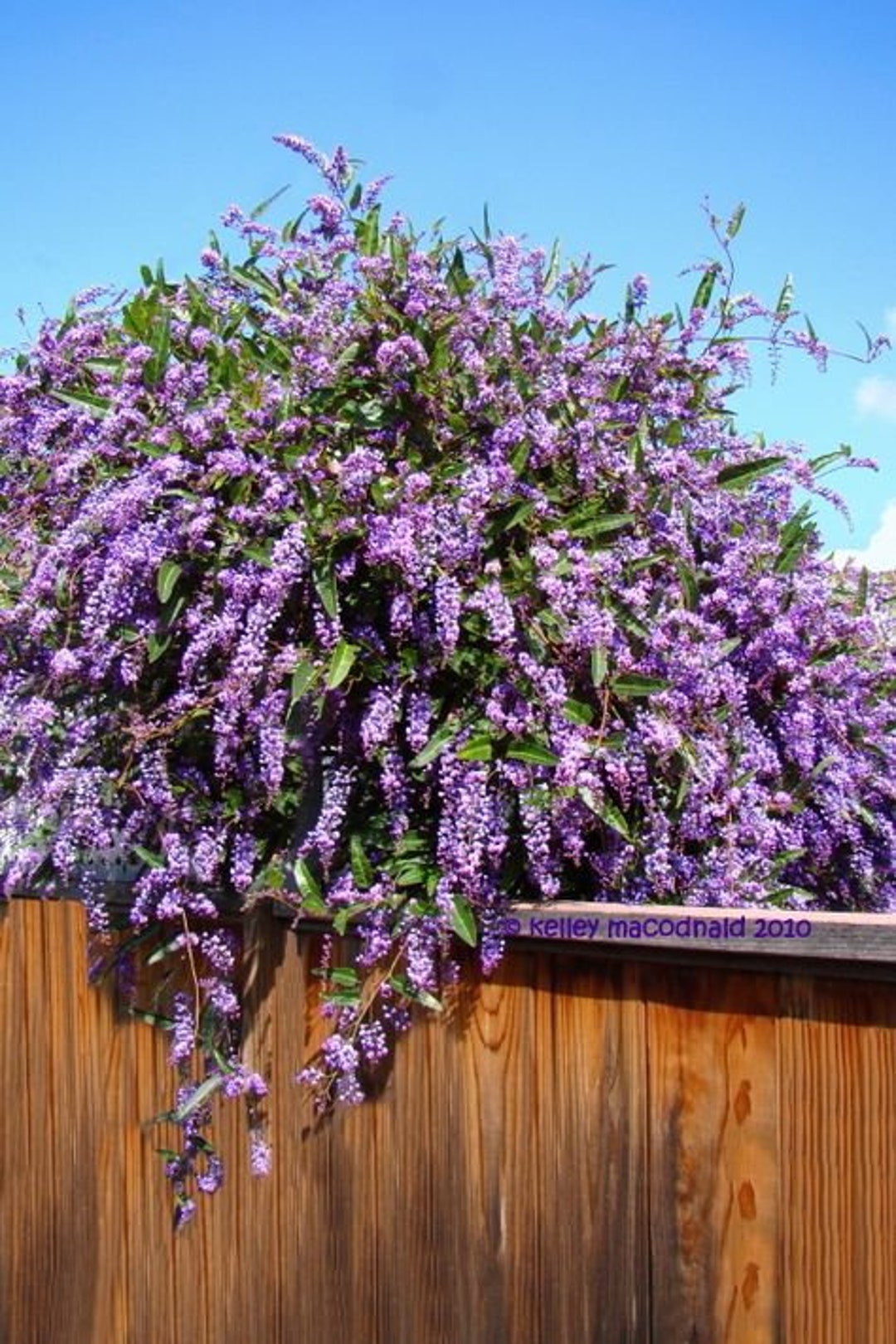 Happy Wanderer Hardenbergia Rooted STARTER Plant~~extremely Rare Plant ...