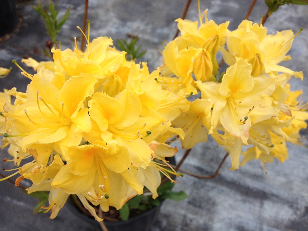 LEMON Lights~~deciduous Azalea Rhododendron~~well Rooted Starter Plant ...