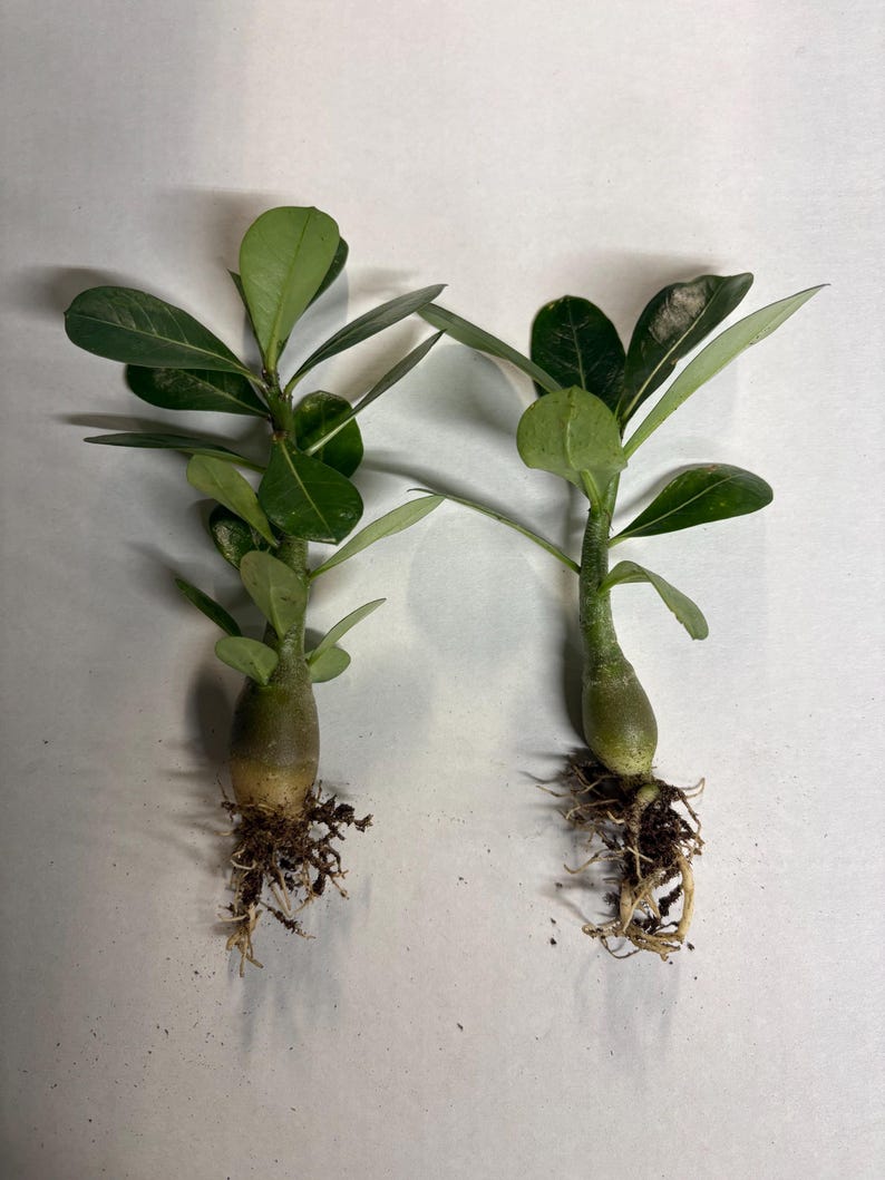 Rising Phoenix~ Desert Rose Adenium Obesum SMALL Rooted Seedling Plant ...