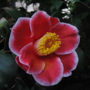 TAMA Electra**unique Blooms**camellia Japonica-live Starter Plant - Etsy