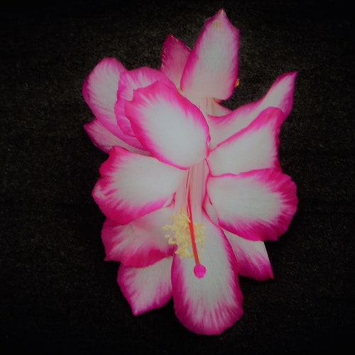Sugar Plum Fairychristmas Cactus Well Rooted Starter Plant - Etsy