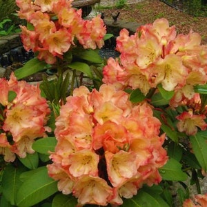 HONEY Butter~~azalea Rhododendron Deciduous Rooted Plant~~beautiful ...