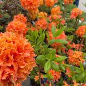 MANDARIN~ Azalea Rhododendron Hybrid~starter Plant~~deciduous SMALL ...