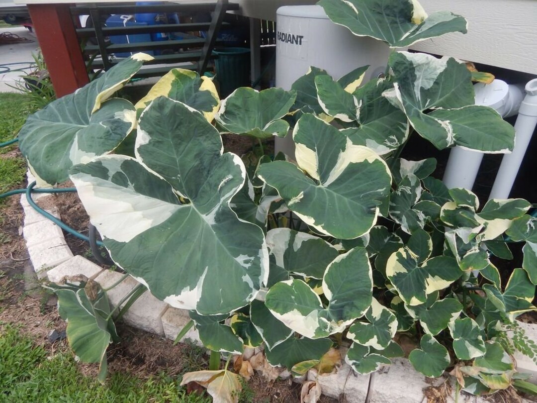 Mickey Mouse Xanthosoma Albo Marginata Variegated Alocasia Elephant Ear ...