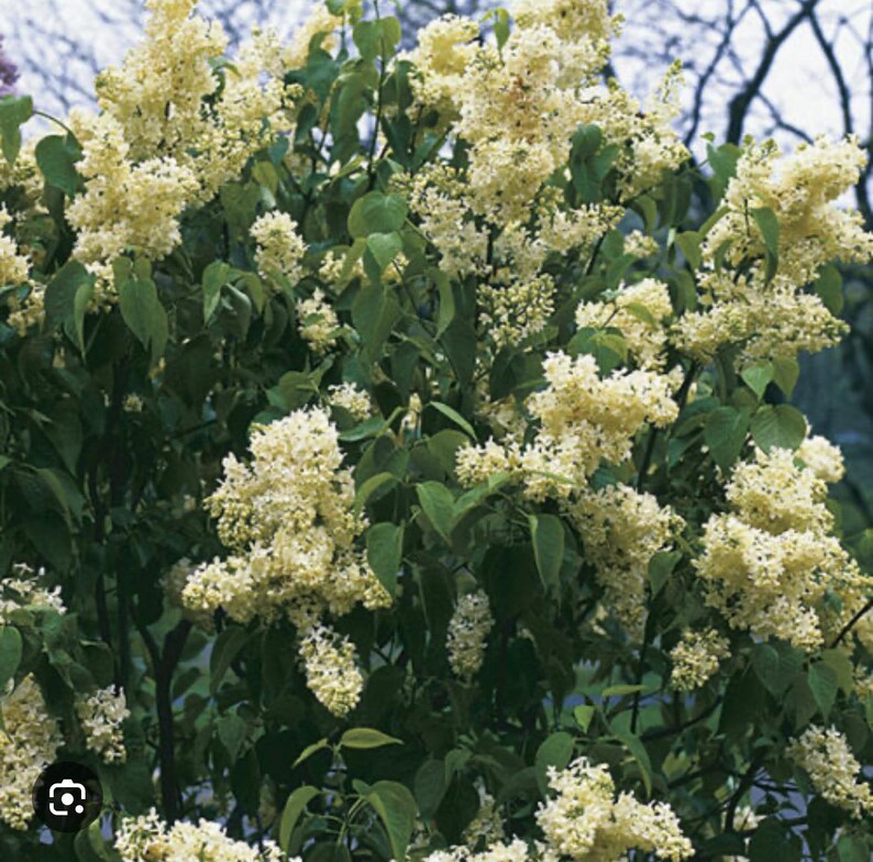 Primrose Lilac ~syringa Vulgaris ~ Small Well Rooted STARTER Plant~4-8 ...
