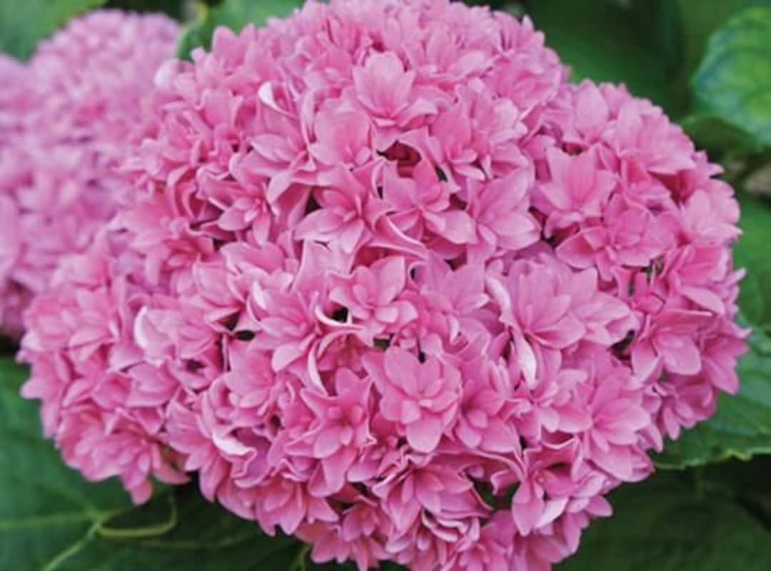 ROSY Splendor**hydrangea Starter Plant**lovely Unique Star Shaped Baby ...