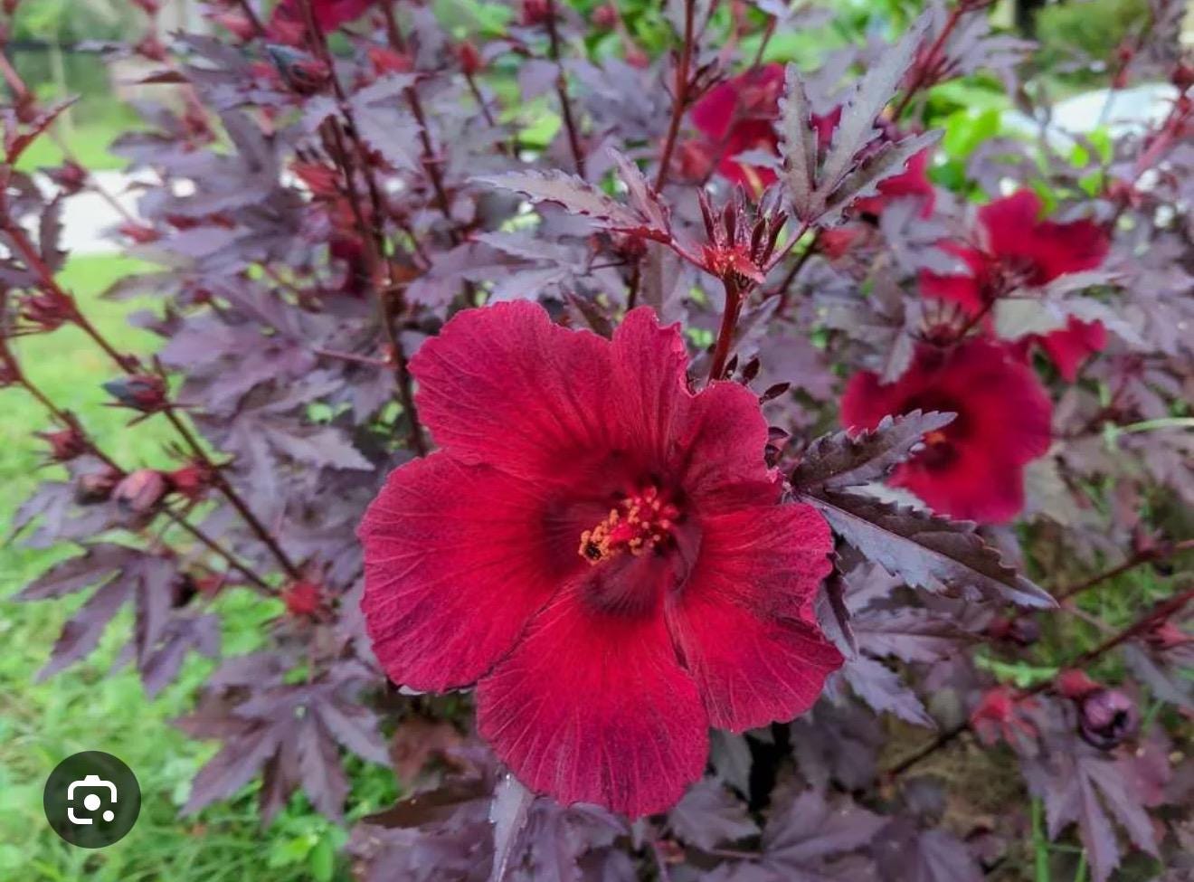 Mahogany Splendor-red Leaf Hibiscus-small ROOTED STARTER Plant-hibiscus ...