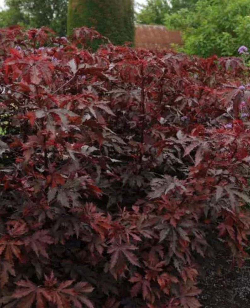 Mahogany Splendor-red Leaf Hibiscus-small ROOTED STARTER Plant-hibiscus ...