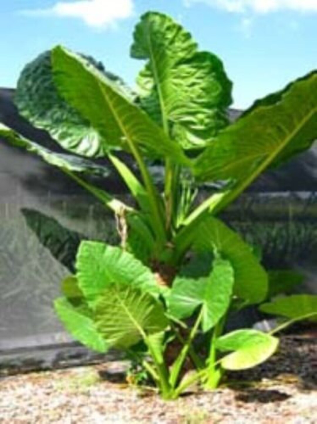 CALIDORA Elephant Ear Alocasia SMALL Rooted Starter Plantcold Hardygets ...