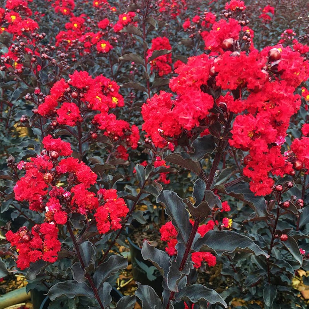 EBONY Fire~~crepe Crape Myrtle Starter Lagerstroemia Well Rooted ...