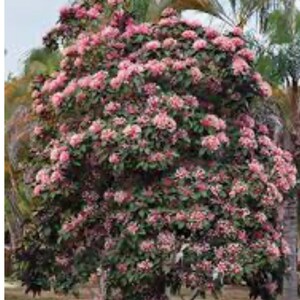 Shooting Star Tree AKA Starburst Tree ~~ Clerodendrum Quadriloculare ...